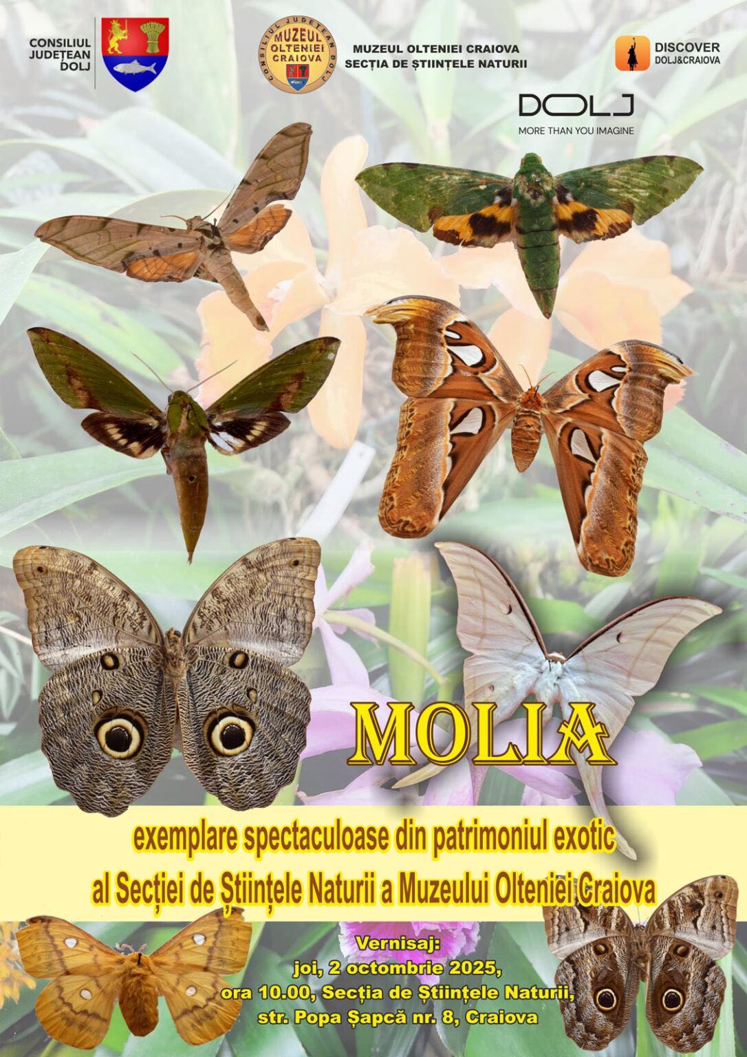 Expoziție temporară „Molia - exemplare spectaculoase din patrimoniul ...